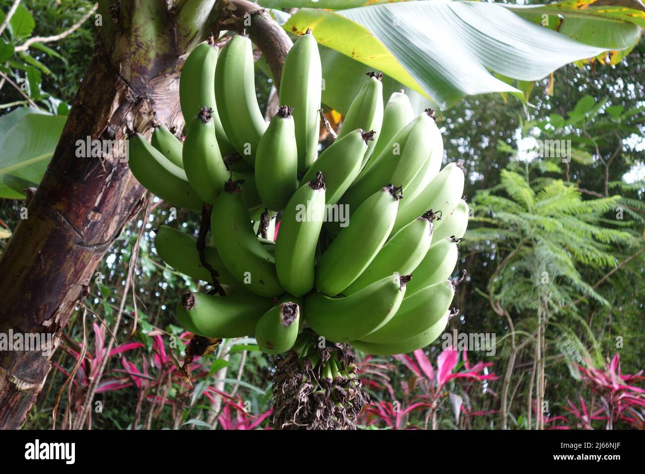 Banana Tree In Rainforest