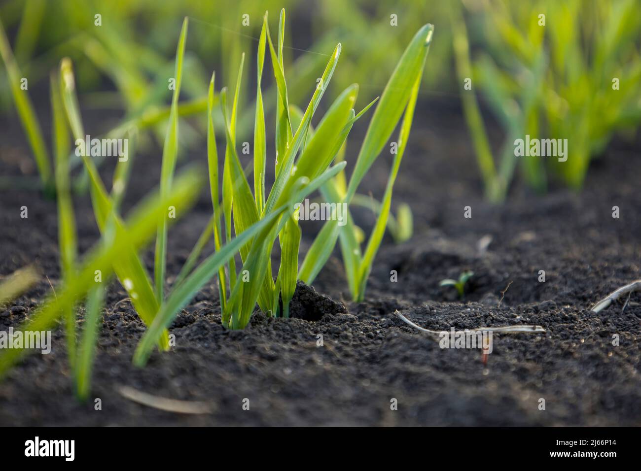 Young barley fresh grass hi-res stock photography and images - Alamy