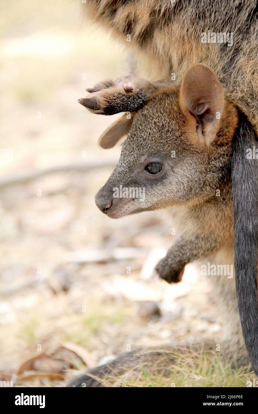 Cute small baby red kangaroo, or known as joey resting in her mother's ...