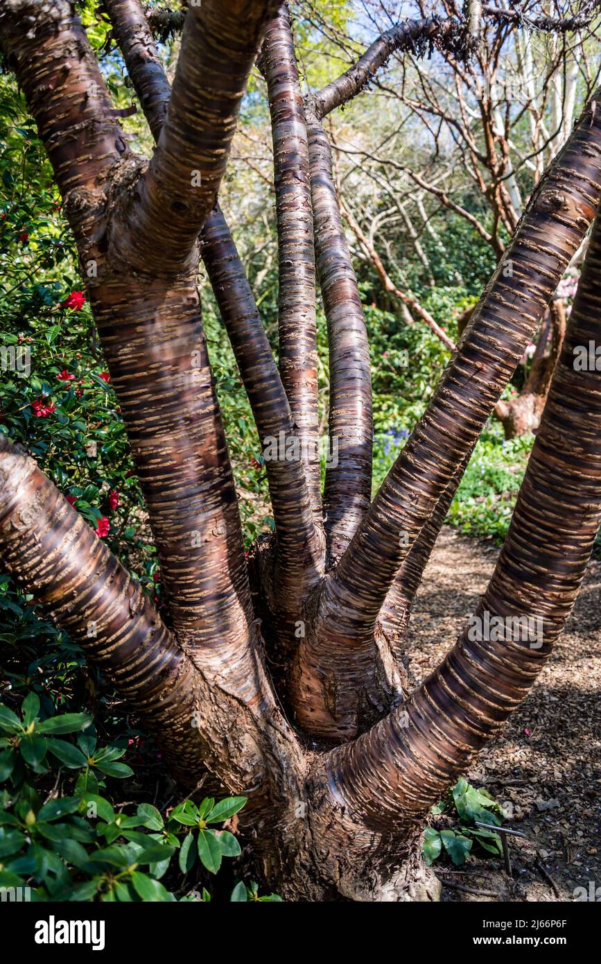 Prunus himalaica, cherry tree that is noted for its attractive coppery ...