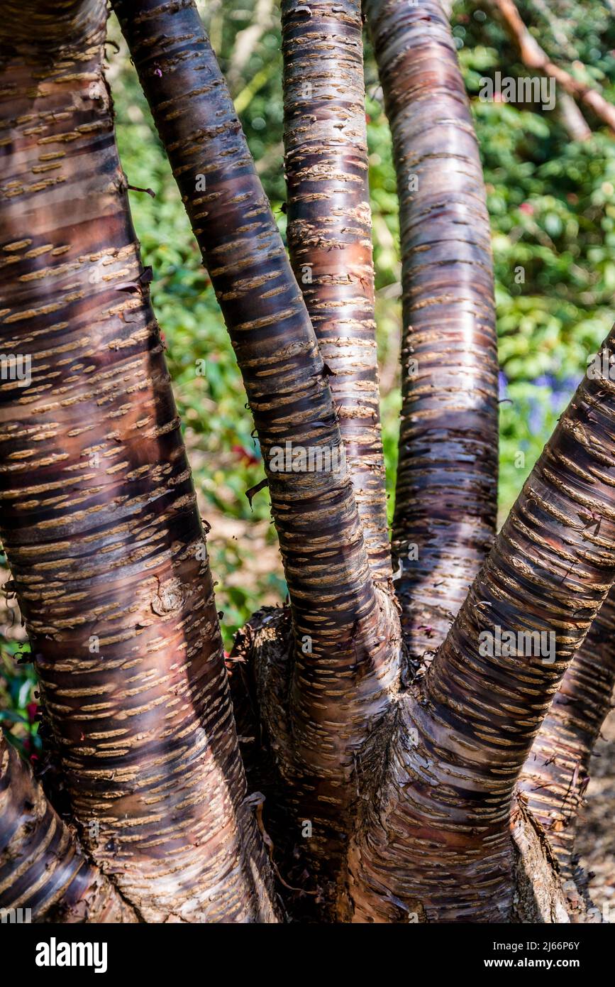 Prunus himalaica, cherry tree that is noted for its attractive coppery ...