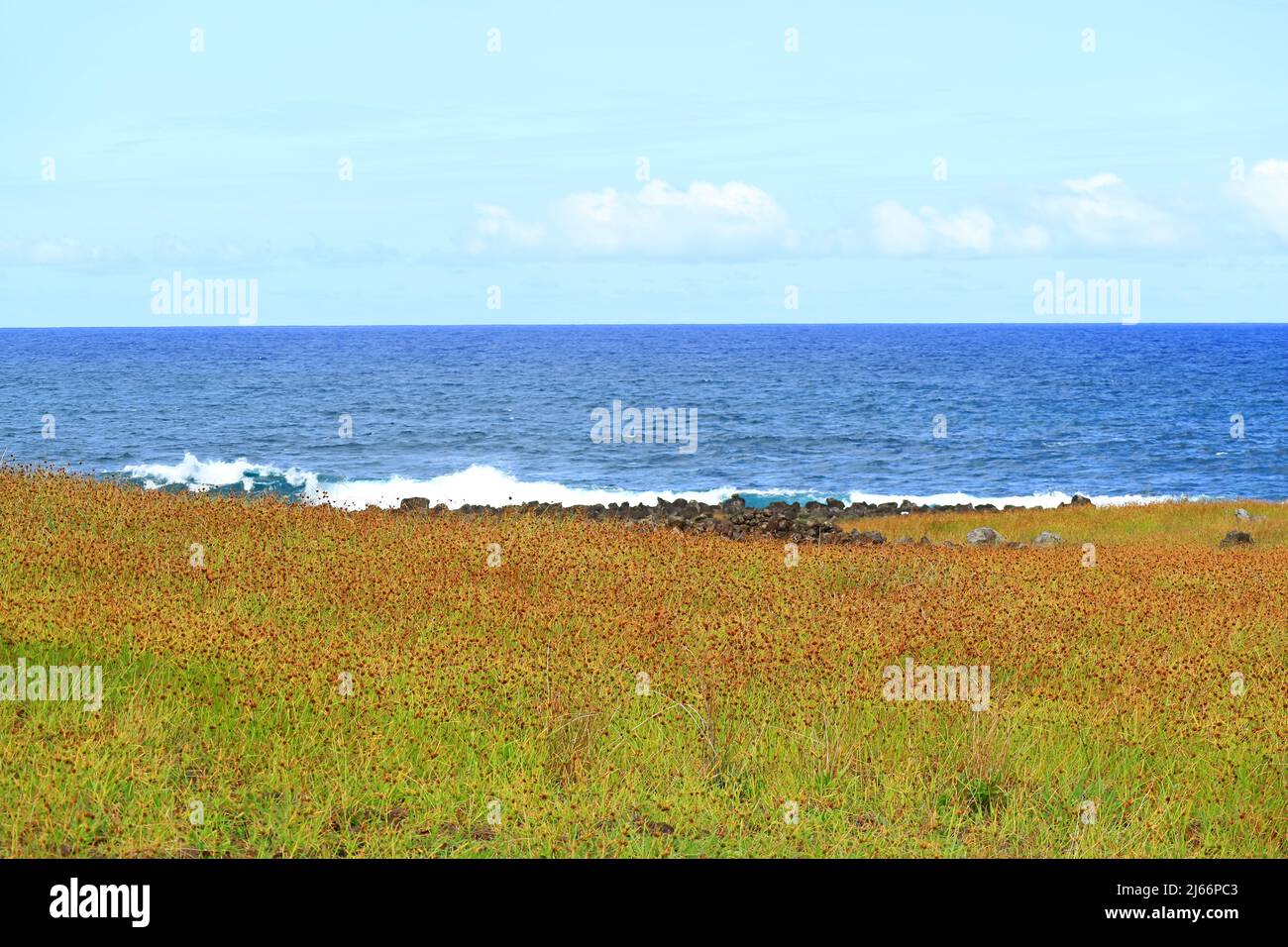 Stunning Landscape with Wild Flowers and Vivid Blue Pacific Ocean ...