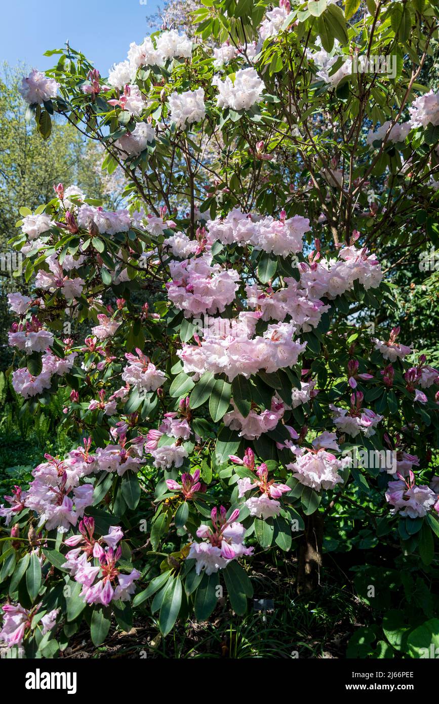 Rhododendron Loderi Group Stock Photo - Alamy