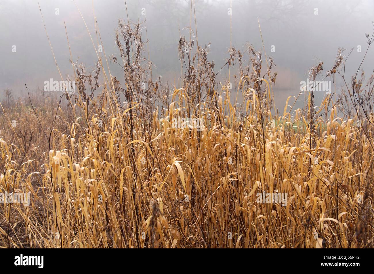 Dull and misty sky hi-res stock photography and images - Alamy
