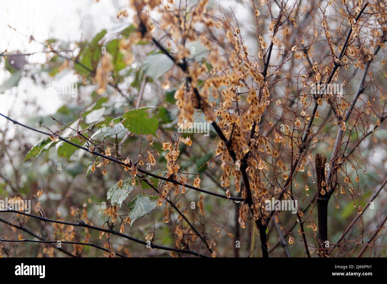 Gold rain tree seeds hi-res stock photography and images - Alamy