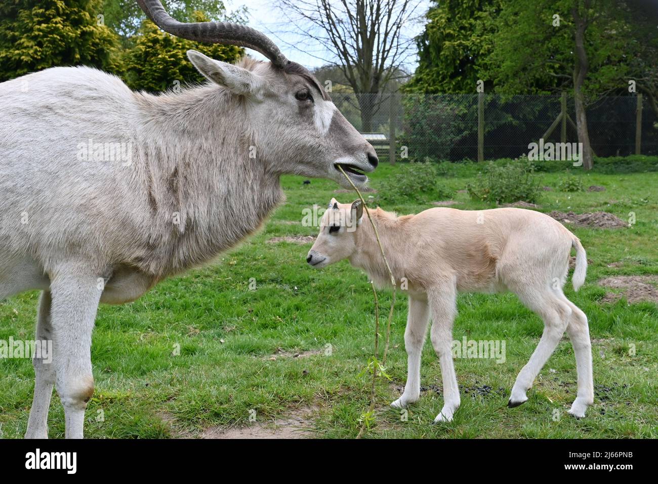 Kessingland, Suffolk, UK - 28 April 2022 Birth of critically endangered ...