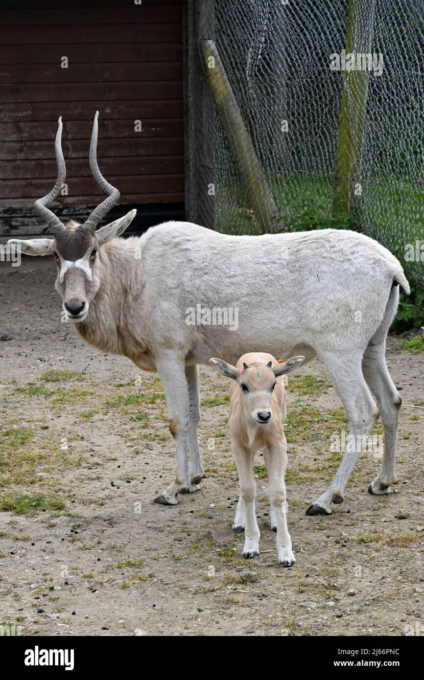 Kessingland, Suffolk, UK - 28 April 2022 Birth of critically endangered ...