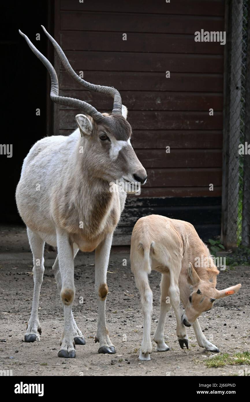 Kessingland, Suffolk, UK - 28 April 2022 Birth of critically endangered ...