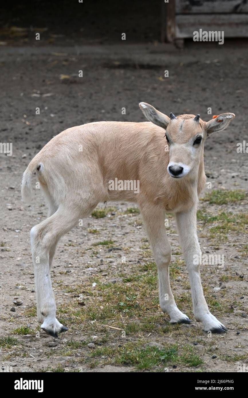 Kessingland, Suffolk, UK - 28 April 2022 Birth of critically endangered ...