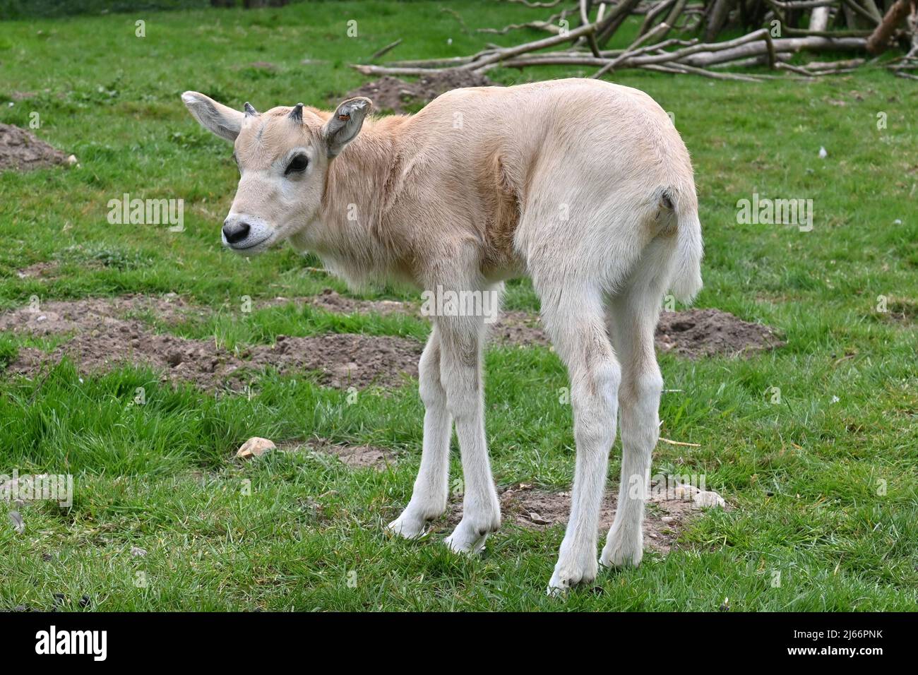 Kessingland, Suffolk, UK - 28 April 2022 Birth of critically endangered ...