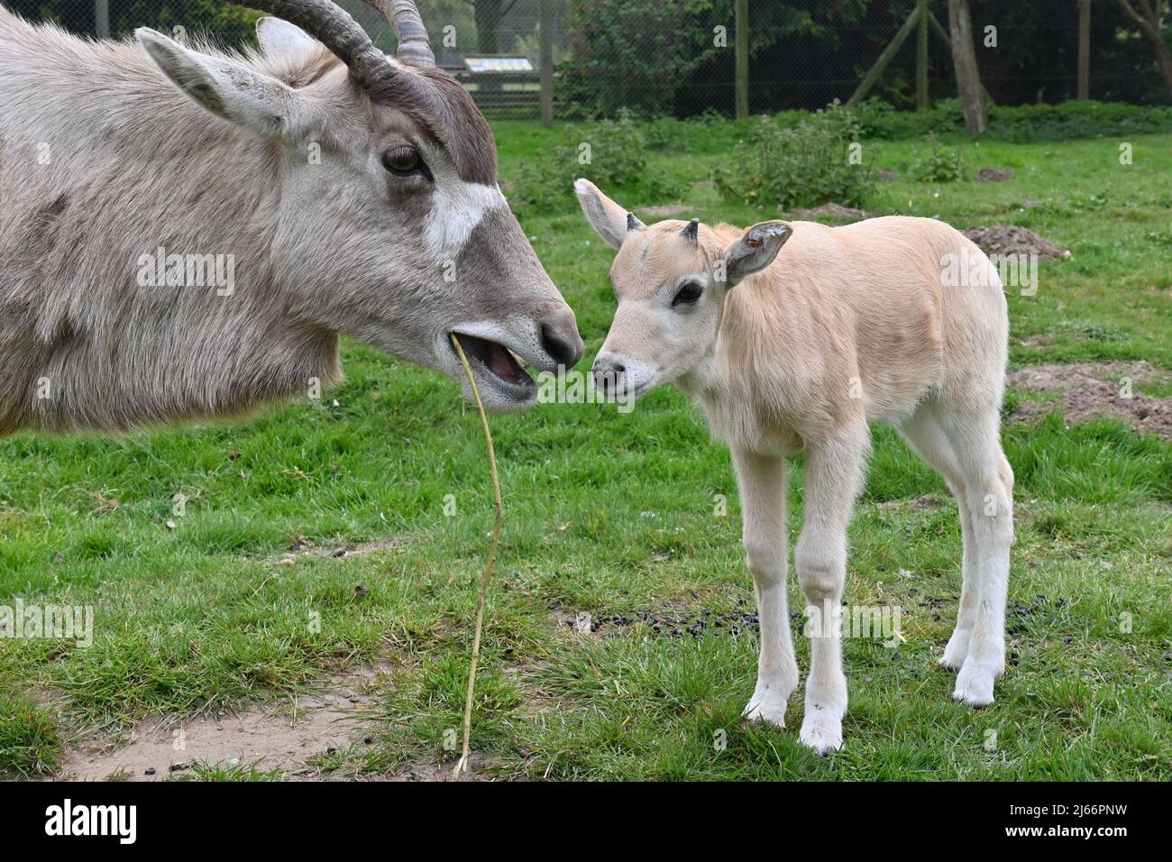 Kessingland, Suffolk, UK - 28 April 2022 Birth of critically endangered ...