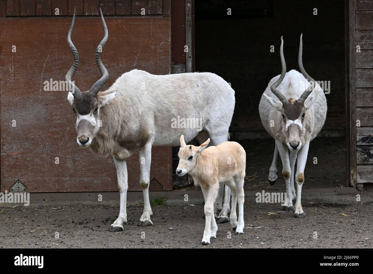 Kessingland, Suffolk, UK - 28 April 2022 Birth of critically endangered ...
