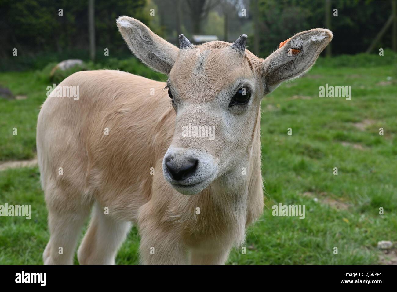 Kessingland, Suffolk, UK - 28 April 2022 Birth of critically endangered ...