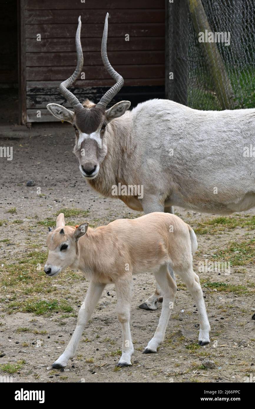 Kessingland, Suffolk, UK - 28 April 2022 Birth of critically endangered ...