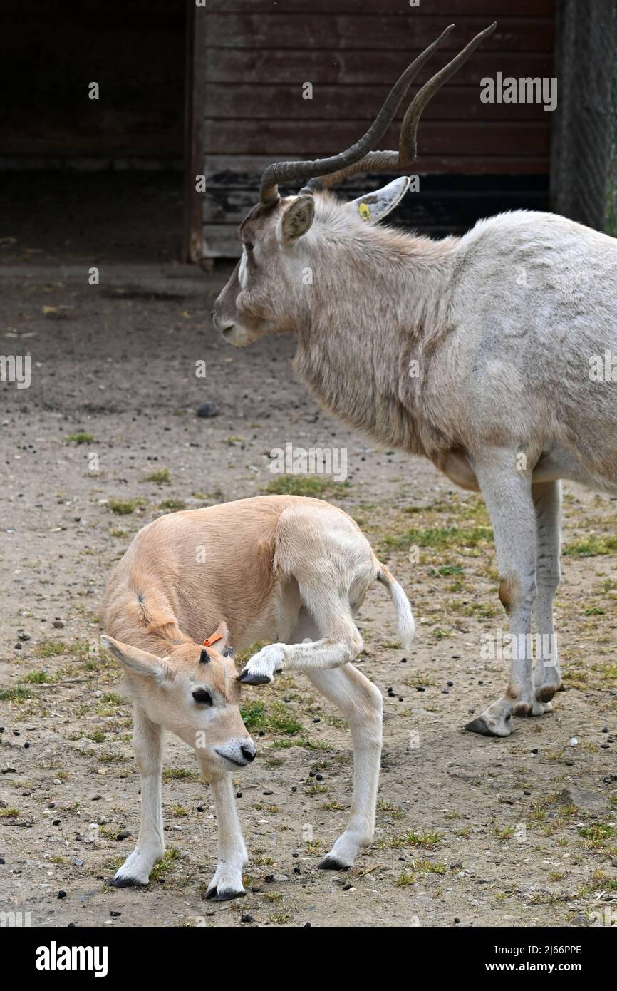 Kessingland, Suffolk, UK - 28 April 2022 Birth of critically endangered ...