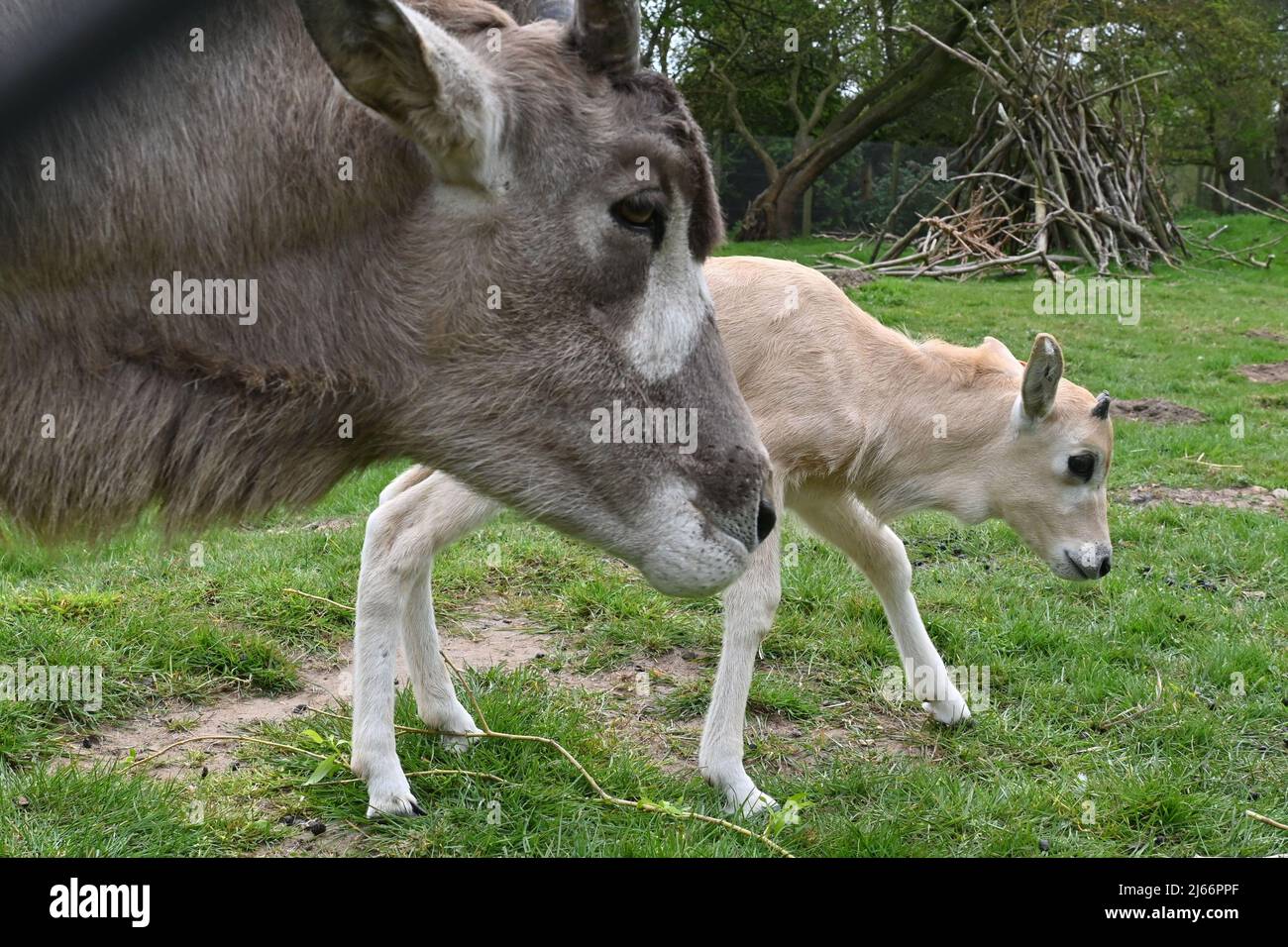 Kessingland, Suffolk, UK - 28 April 2022 Birth of critically endangered ...