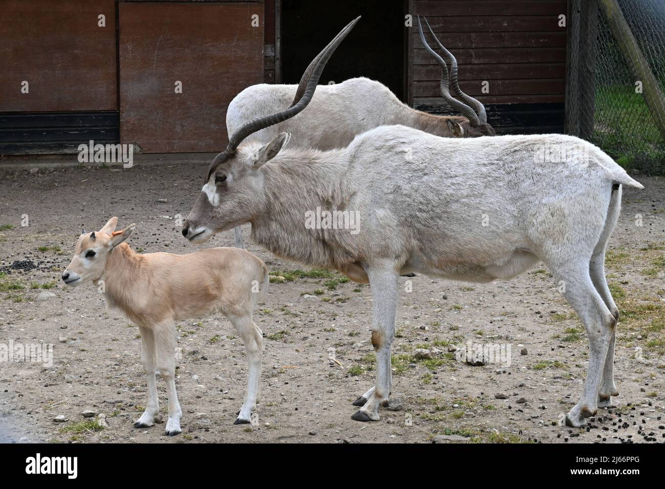 Kessingland, Suffolk, UK - 28 April 2022 Birth of critically endangered ...