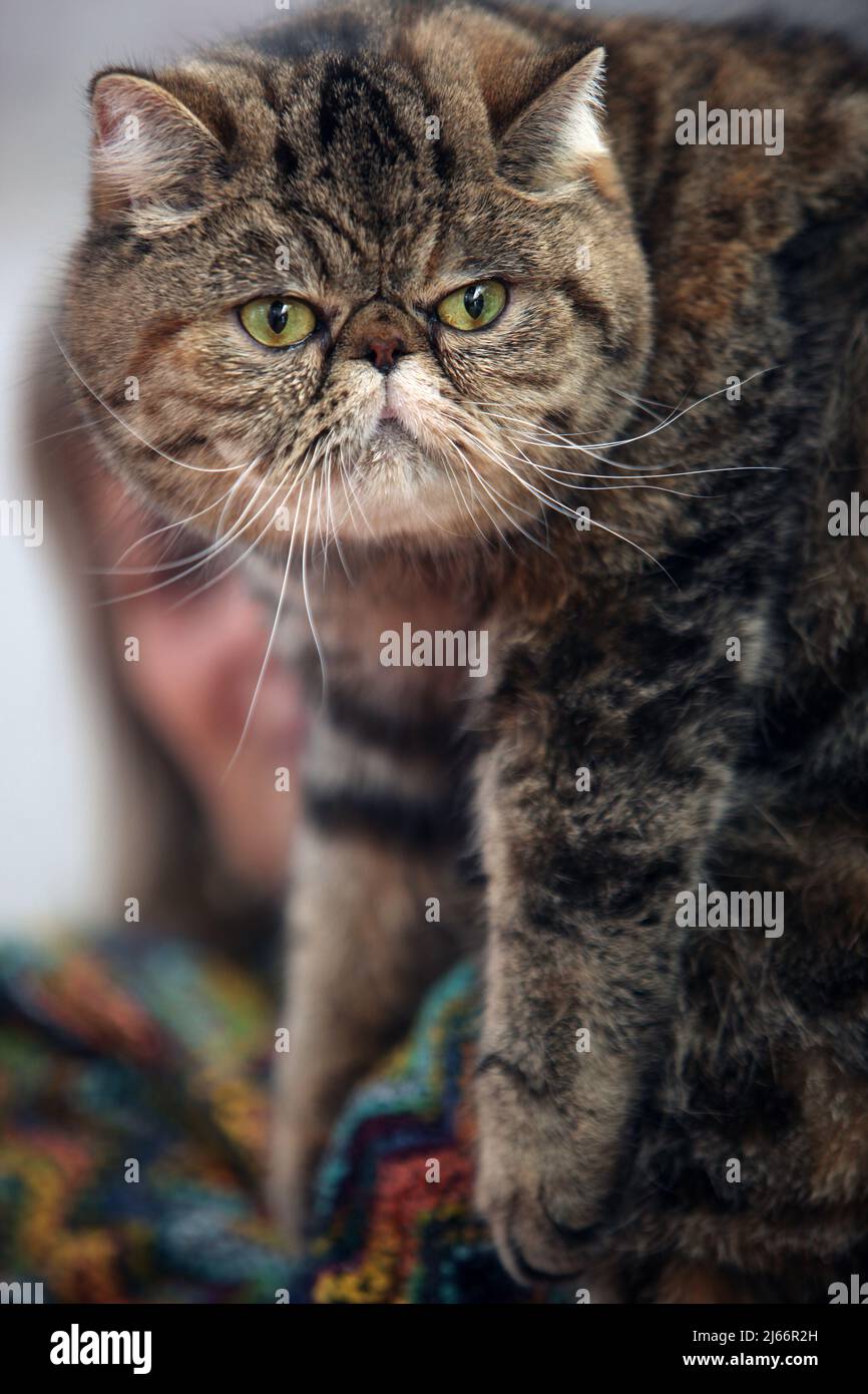 The most beautiful cats in the world during an exhibition in Venice ...