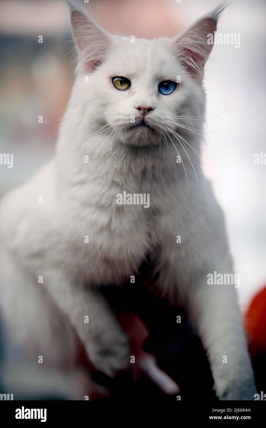 The most beautiful cats in the world during an exhibition in Venice ...