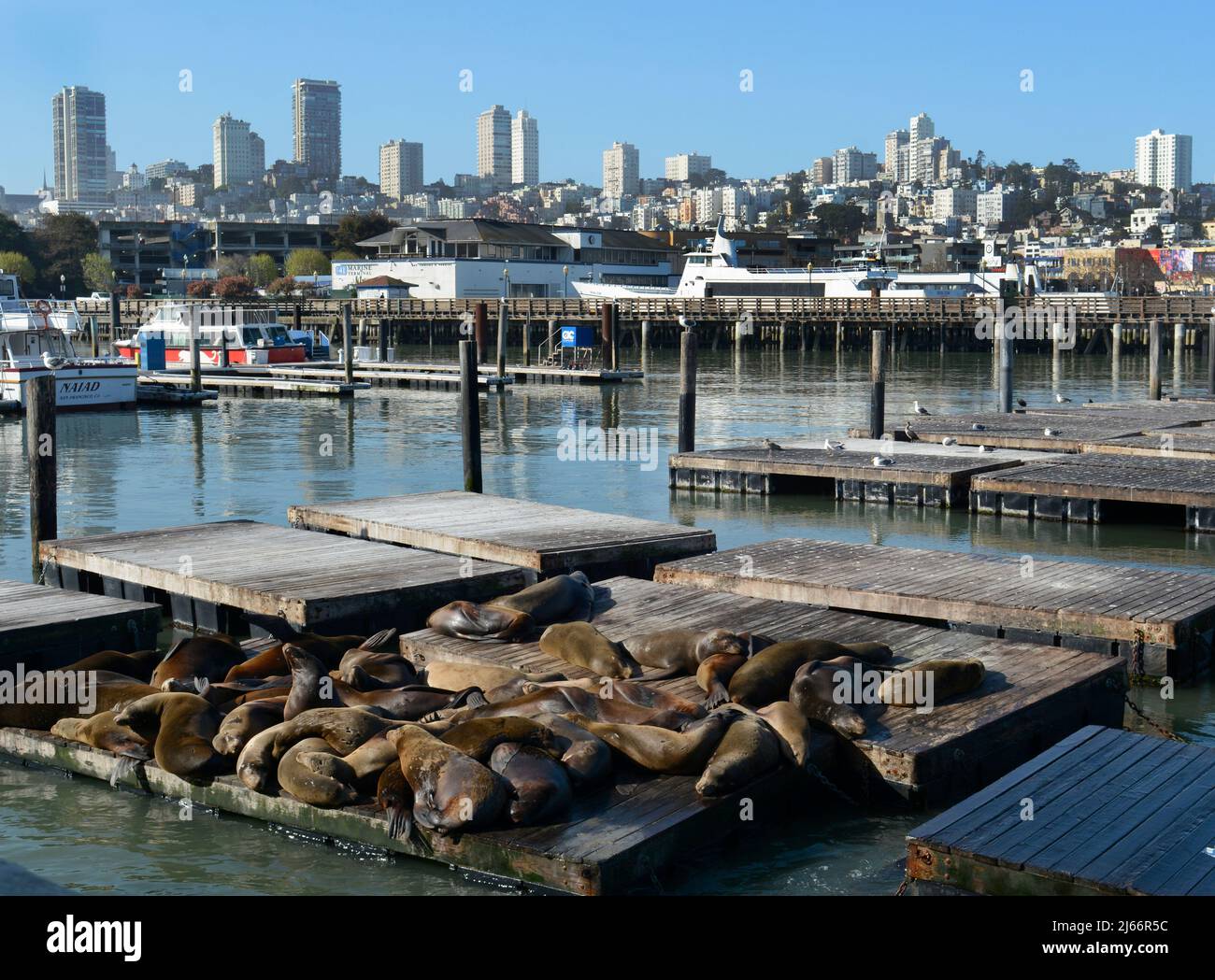 California sea lions rest and sleep on floating docks at Pier 39, a ...
