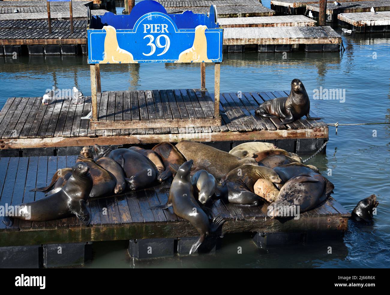 California sea lions rest and sleep on floating docks at Pier 39, a ...
