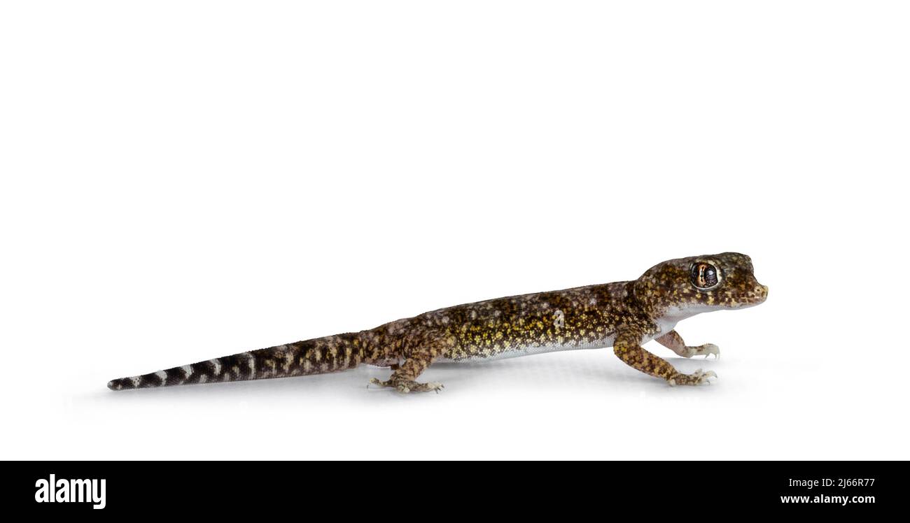 Dune gecko aka Stenodactylus petrii, standing side ways. isolated on a ...