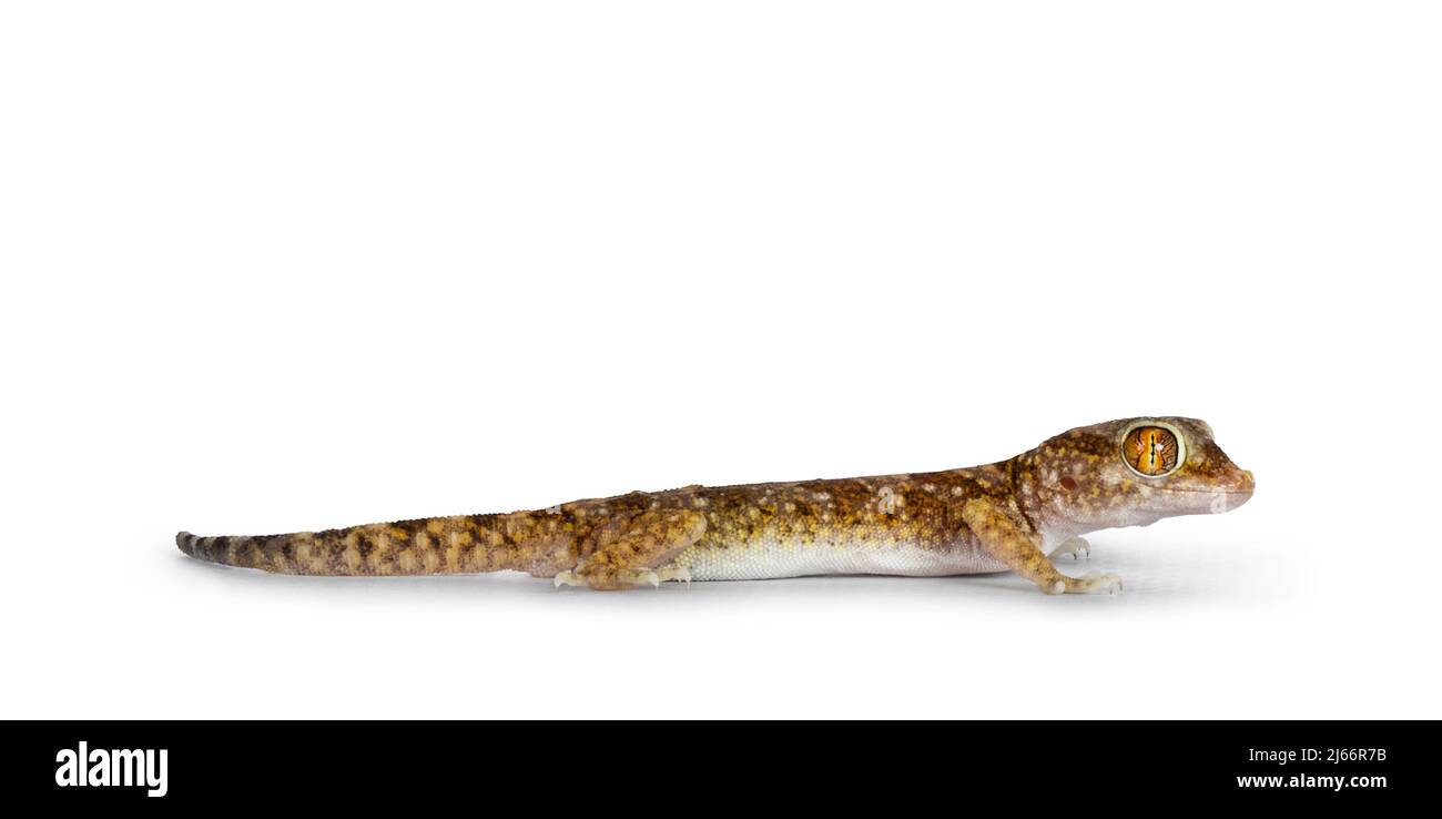 Dune gecko aka Stenodactylus petrii, standing side ways. isolated on a ...