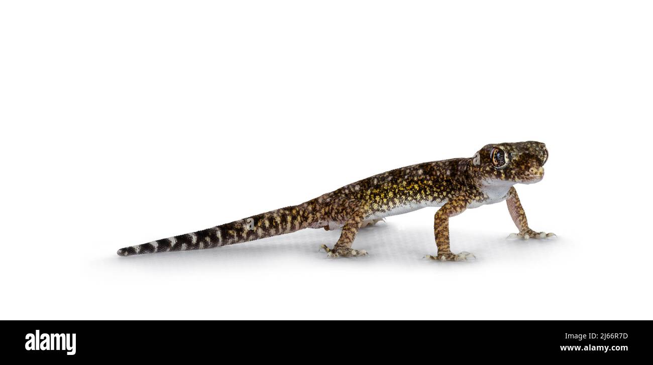 Dune gecko aka Stenodactylus petrii, standing side ways. isolated on a ...