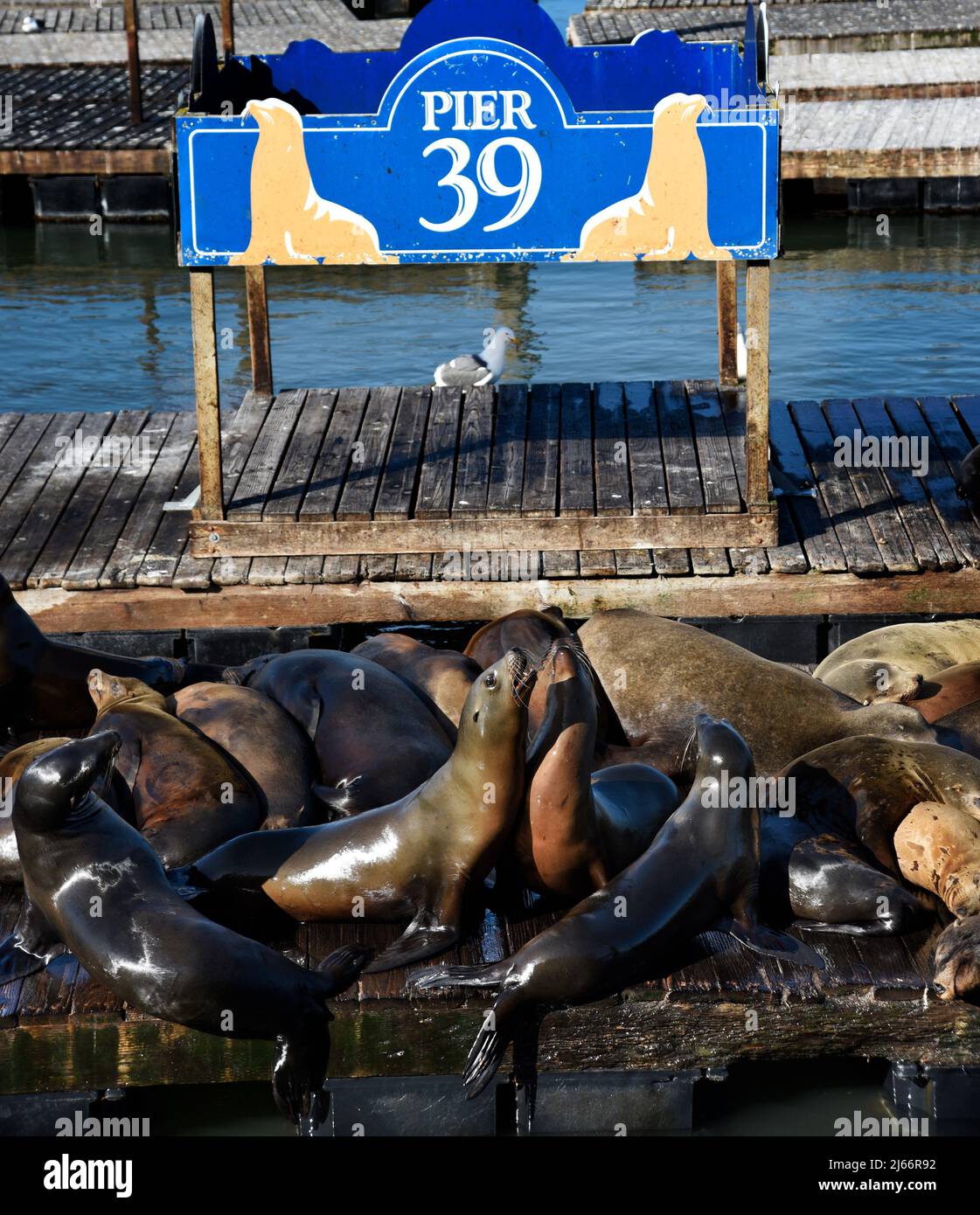 California sea lions rest and sleep on floating docks at Pier 39, a ...