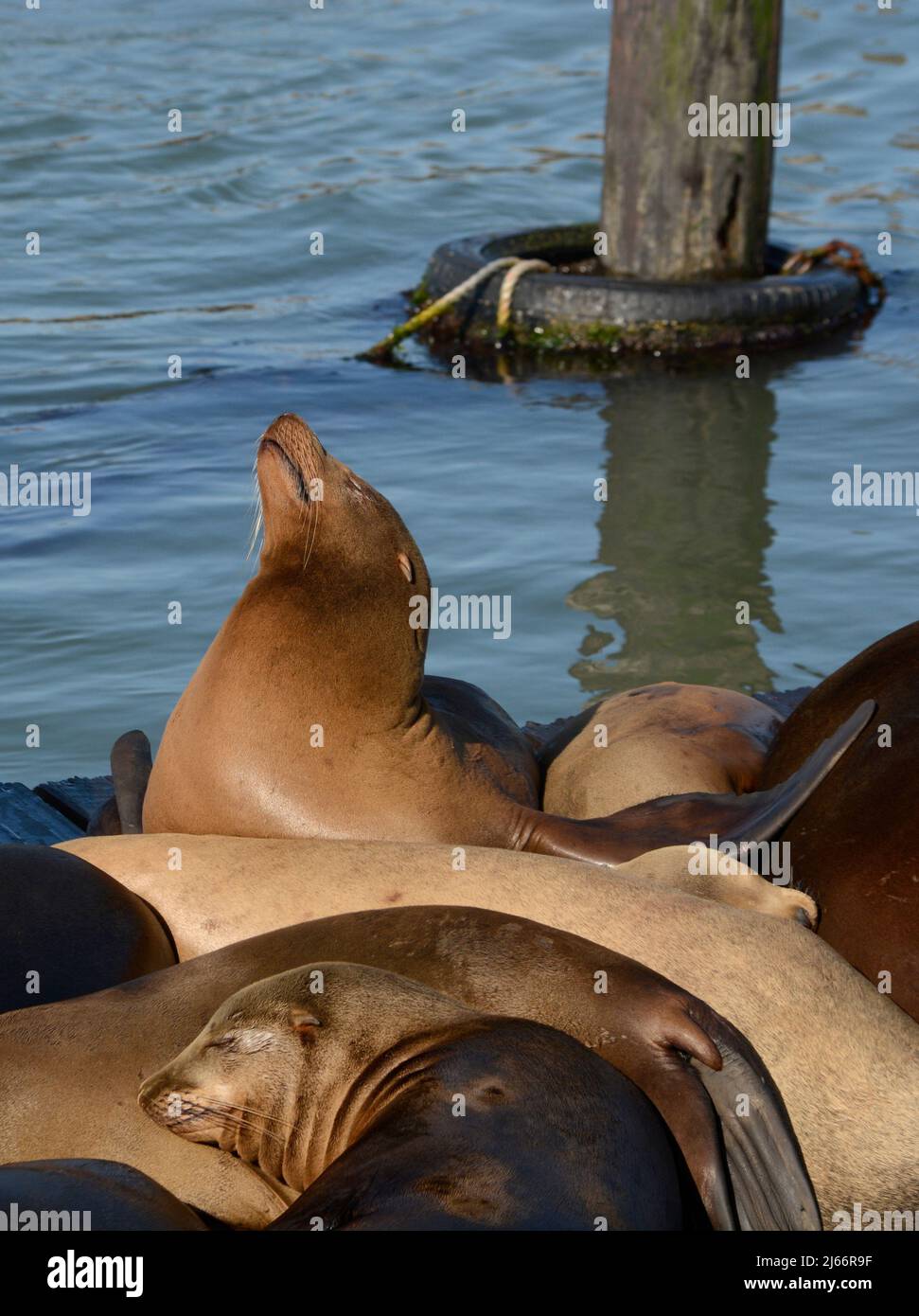 California sea lions rest and sleep on floating docks at Pier 39, a ...