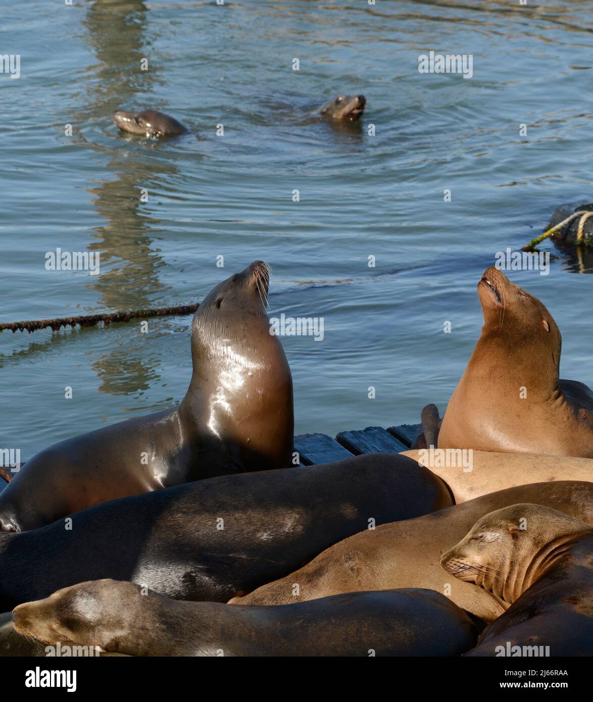 California sea lions rest and sleep on floating docks at Pier 39, a ...