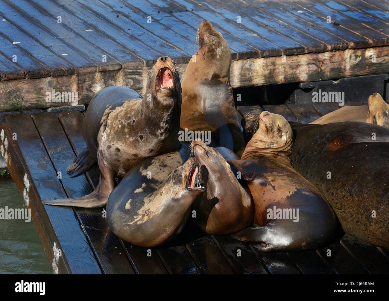 California sea lions rest and sleep on floating docks at Pier 39, a ...