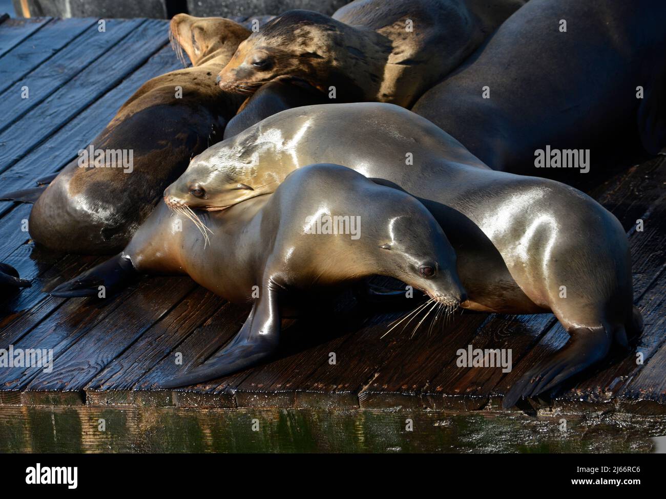 California sea lions rest and sleep on floating docks at Pier 39, a ...