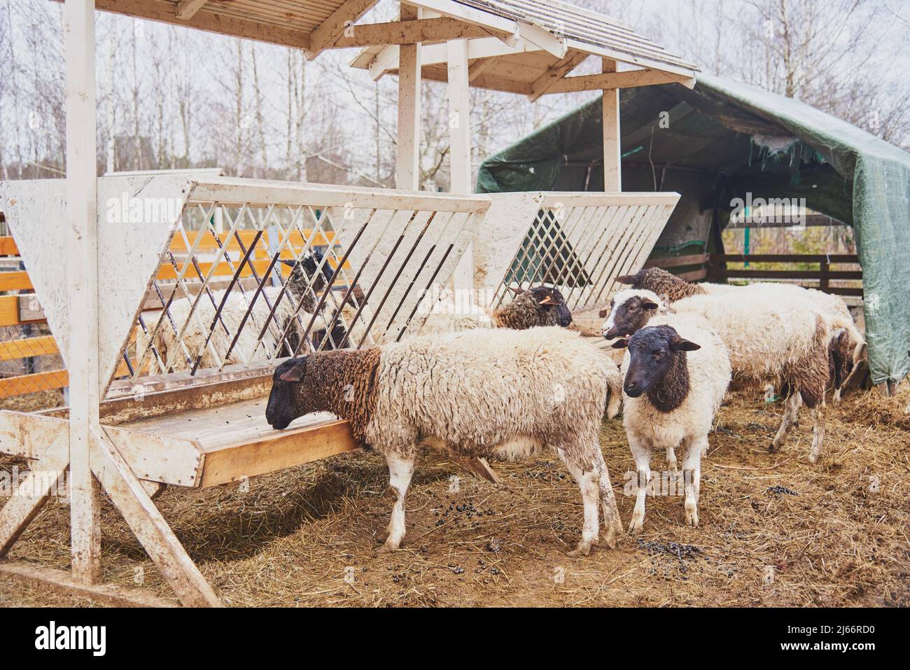 A herd of dirty sheep at a hay trough on a livestock farm on a cloudy ...