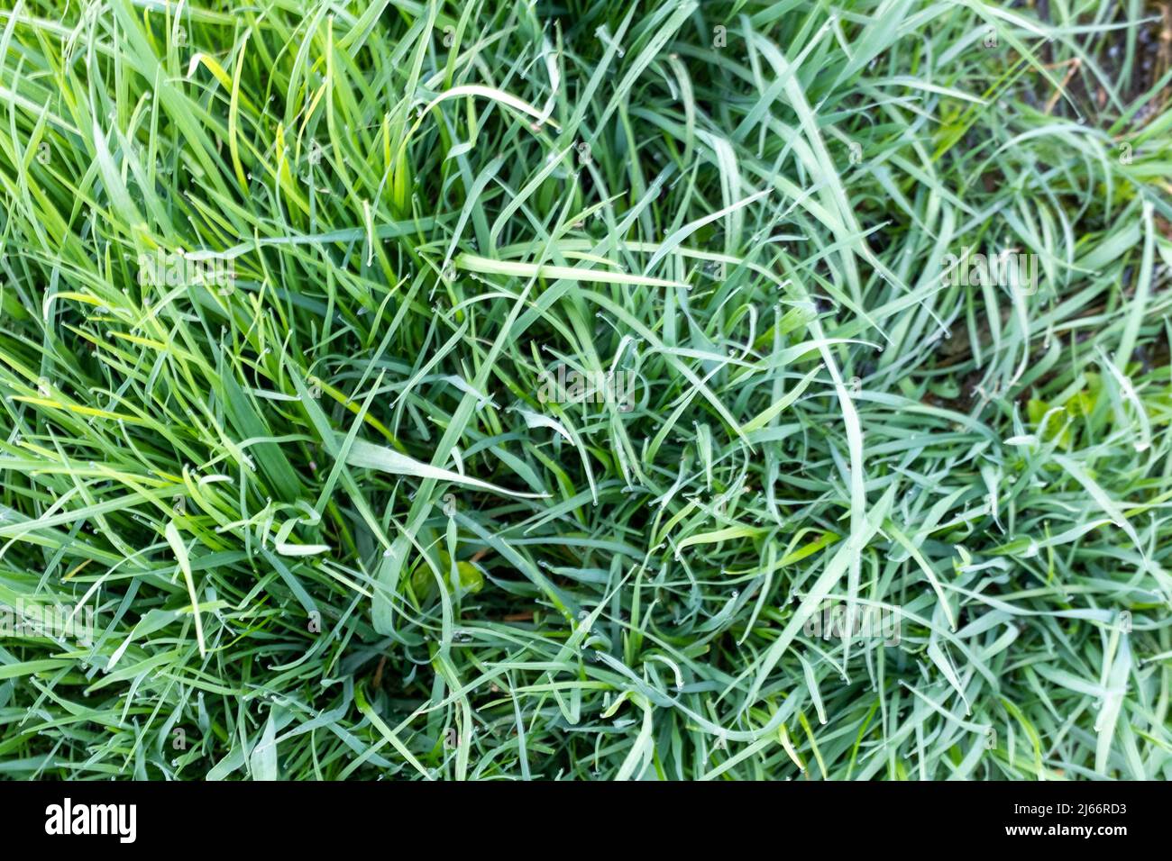 Green grass, top view. Natural green grass background for design or ...
