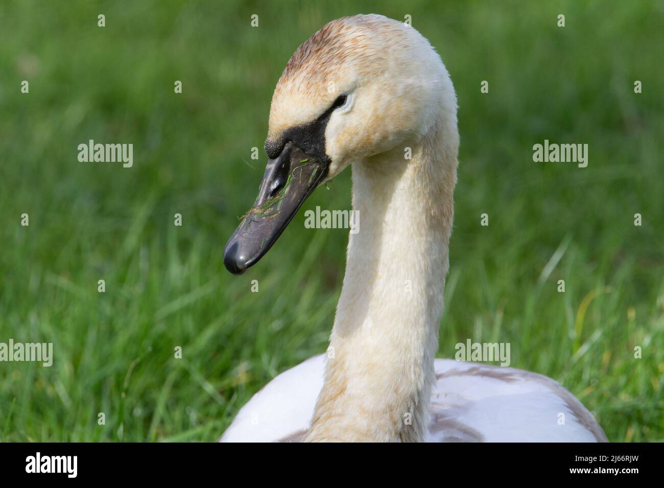 head and neck of an adult swan with a natural green background Stock ...