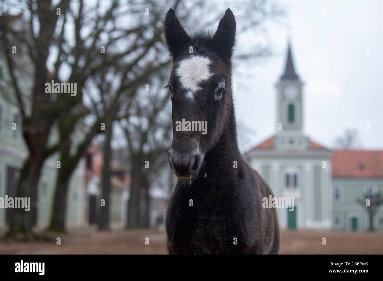 Kladruby Nad Labem, Czech Republic. 24th Jan, 2022. The first White ...
