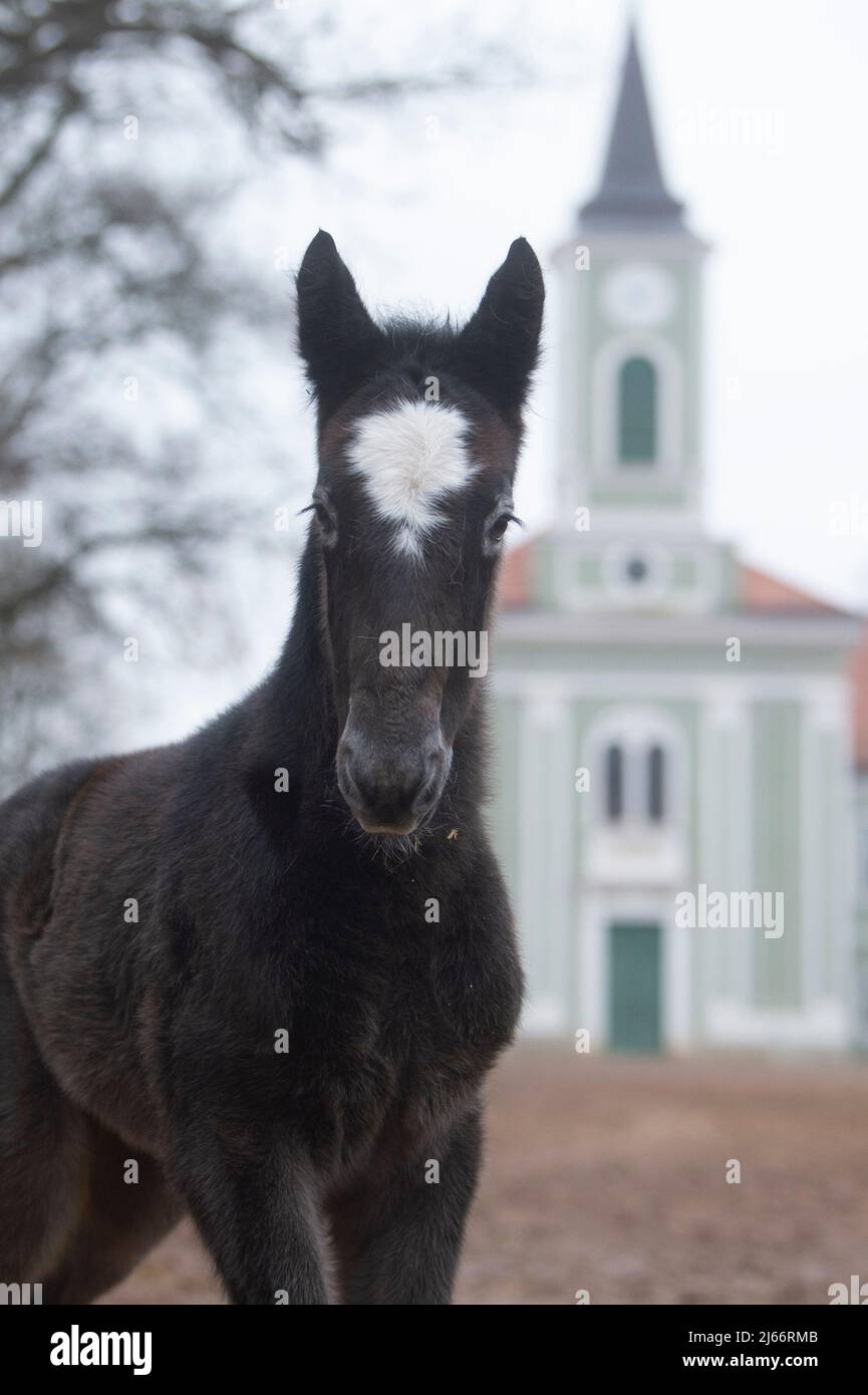 Kladruby Nad Labem, Czech Republic. 24th Jan, 2022. The first White ...