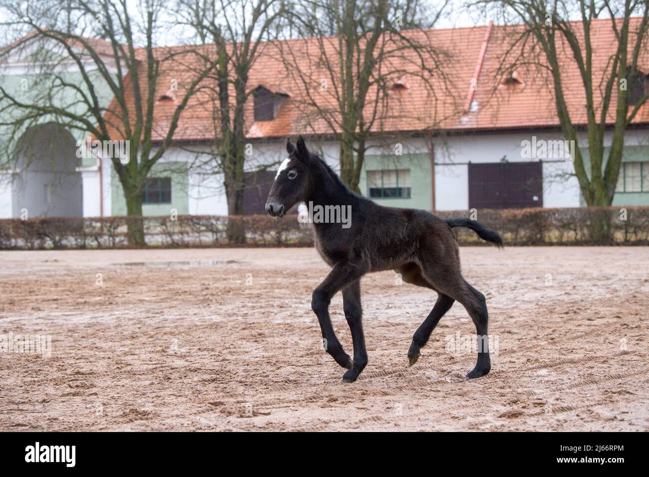 Kladruby Nad Labem, Czech Republic. 24th Jan, 2022. The first White ...