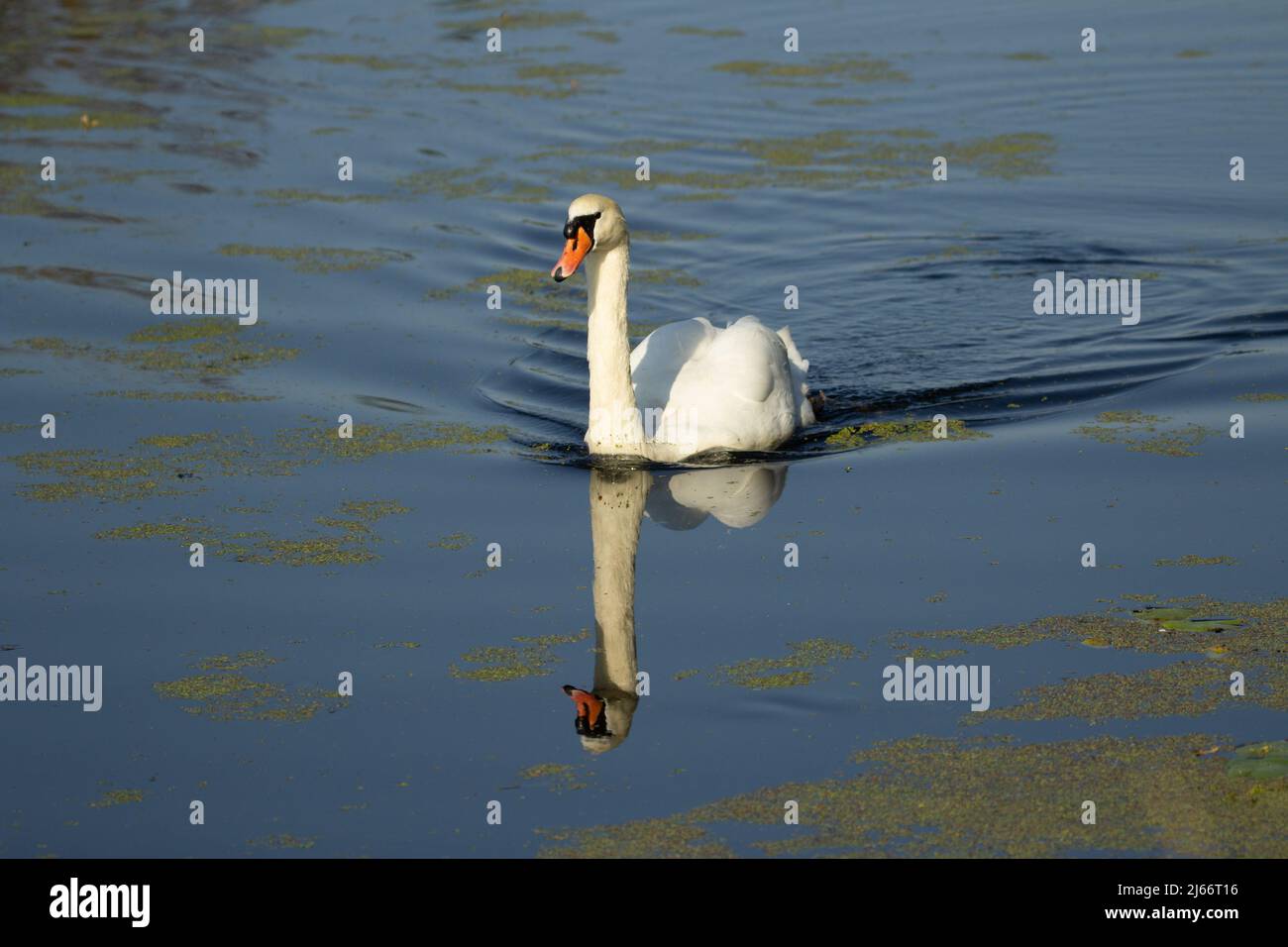 Mute swan (Cygnus olor) mute swan swimming on a lake of clear blue ...