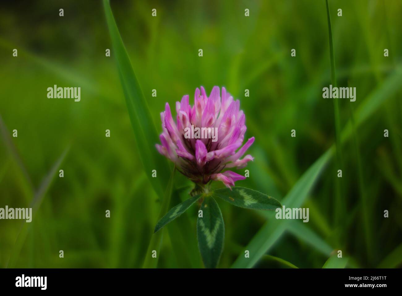 purple British wild flower isolated on a natural green background Stock ...