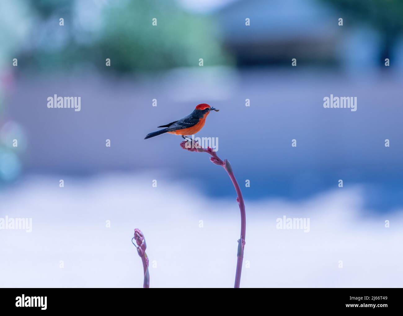 Vermillian flycatcher bird with a grub in his mouth ready to eat Stock ...