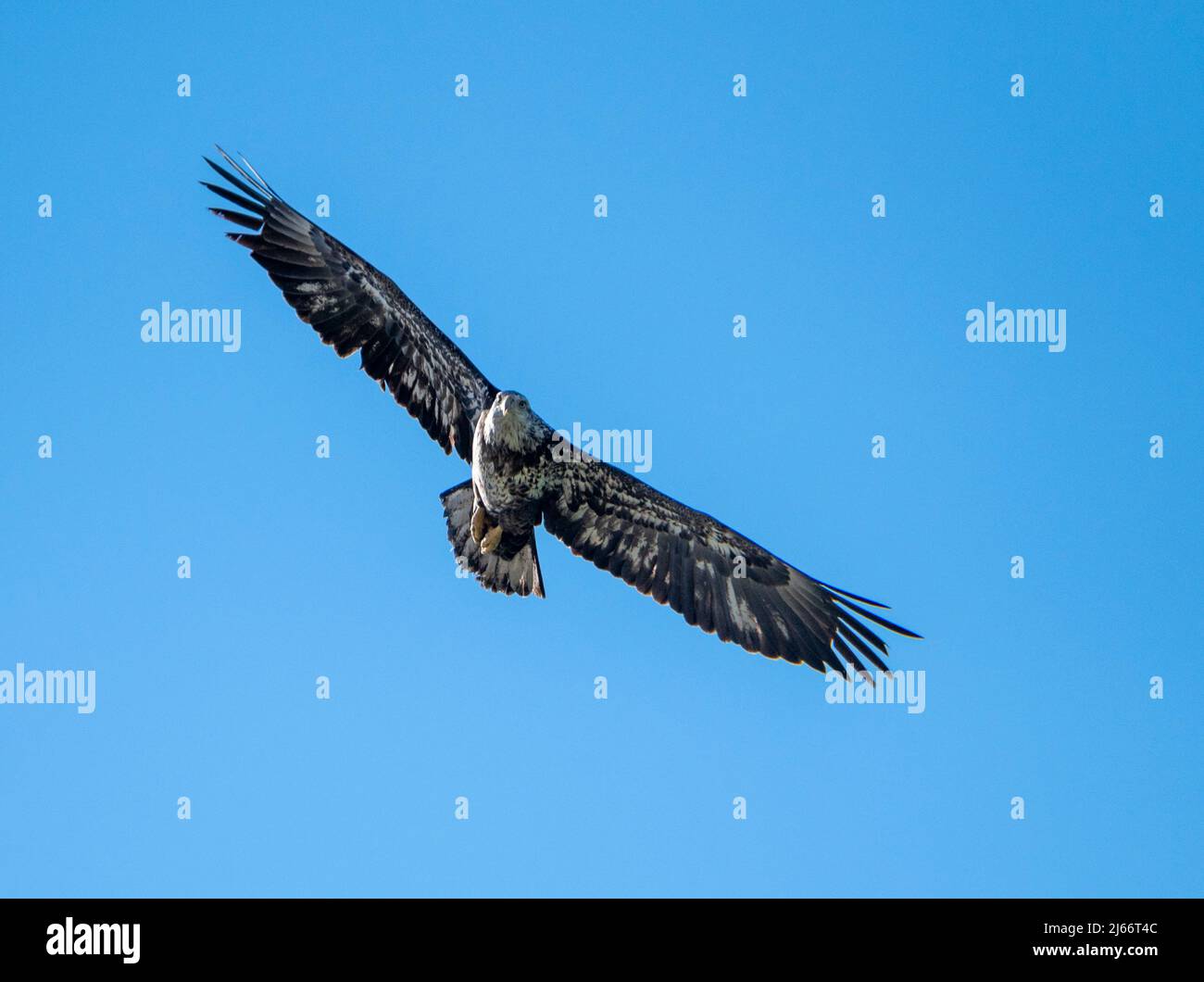 Bright sunlit young bird hi-res stock photography and images - Alamy