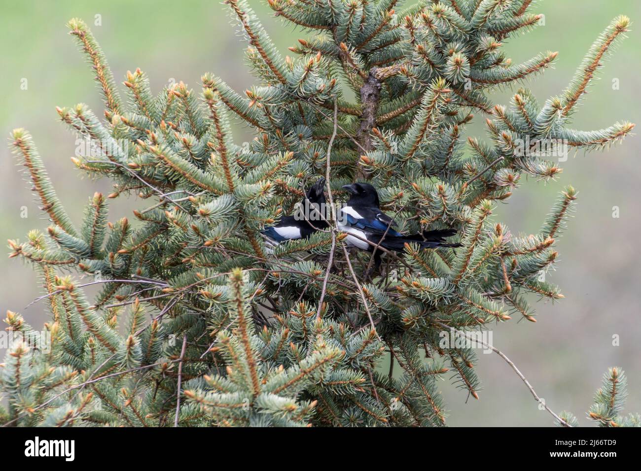 Magpie bird nest build tree hi-res stock photography and images - Alamy