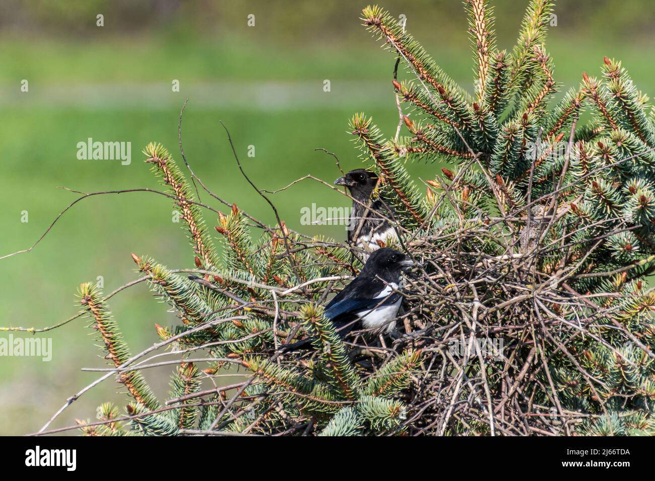 Eurasian magpies, common magpies (Pica pica) build a nest in the top of ...