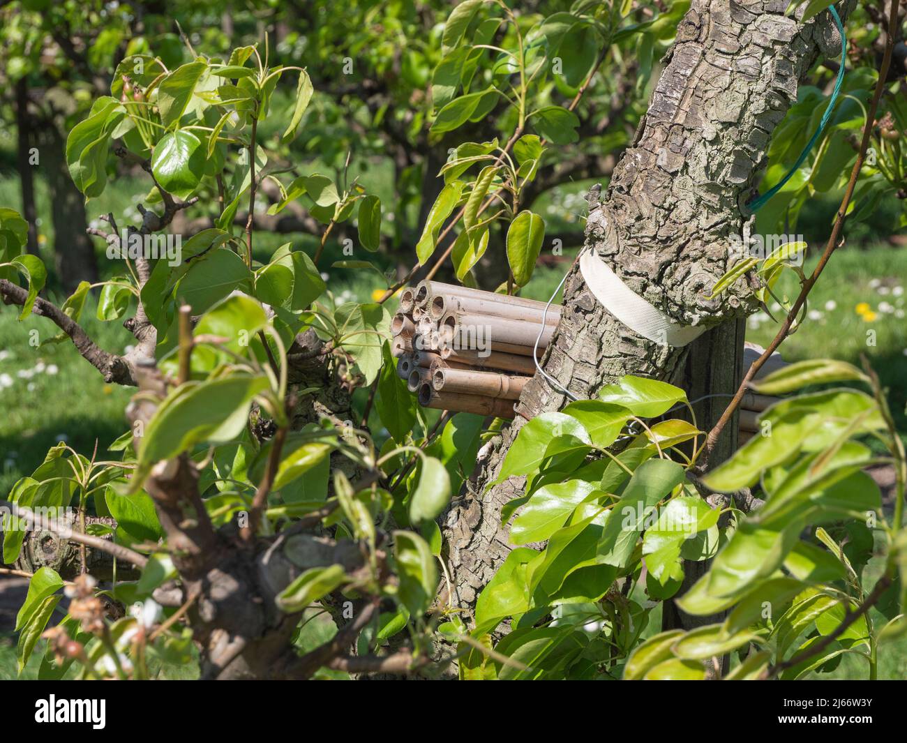 The back of an insect hotel made of bamboo sticks on a pear tree in a ...