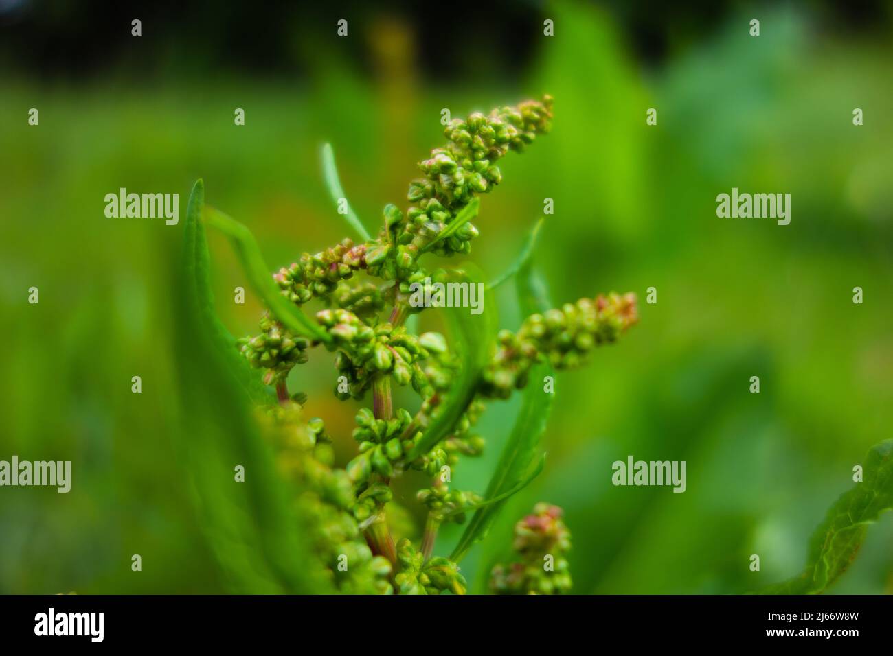 wild dock seed head isolated on a natural green background Stock Photo ...