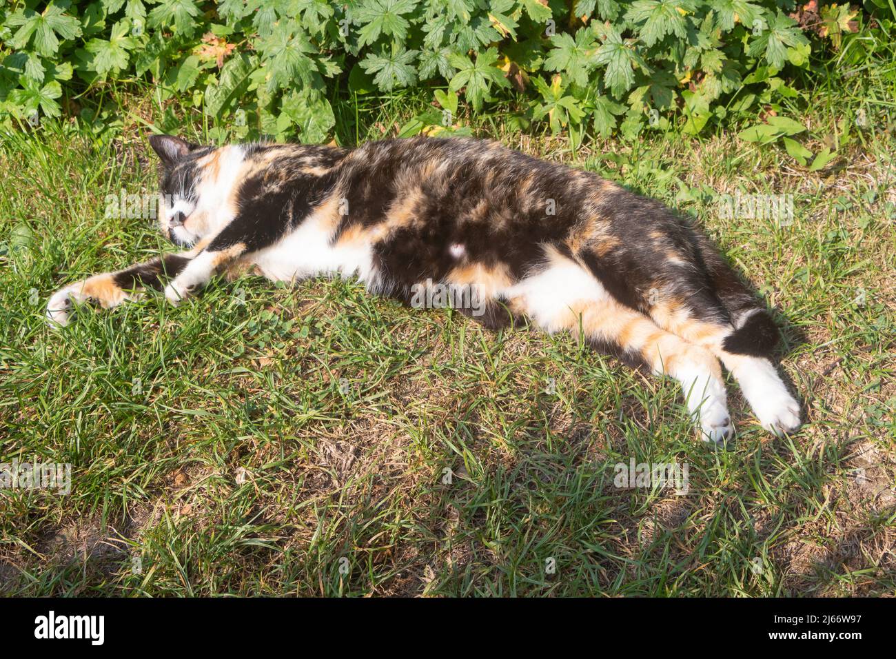 Lying tortoiseshell cat taking the sun in a garden Stock Photo - Alamy