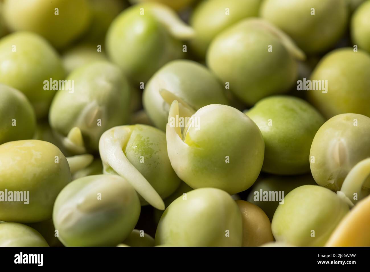 Alaskan pea hi-res stock photography and images - Alamy