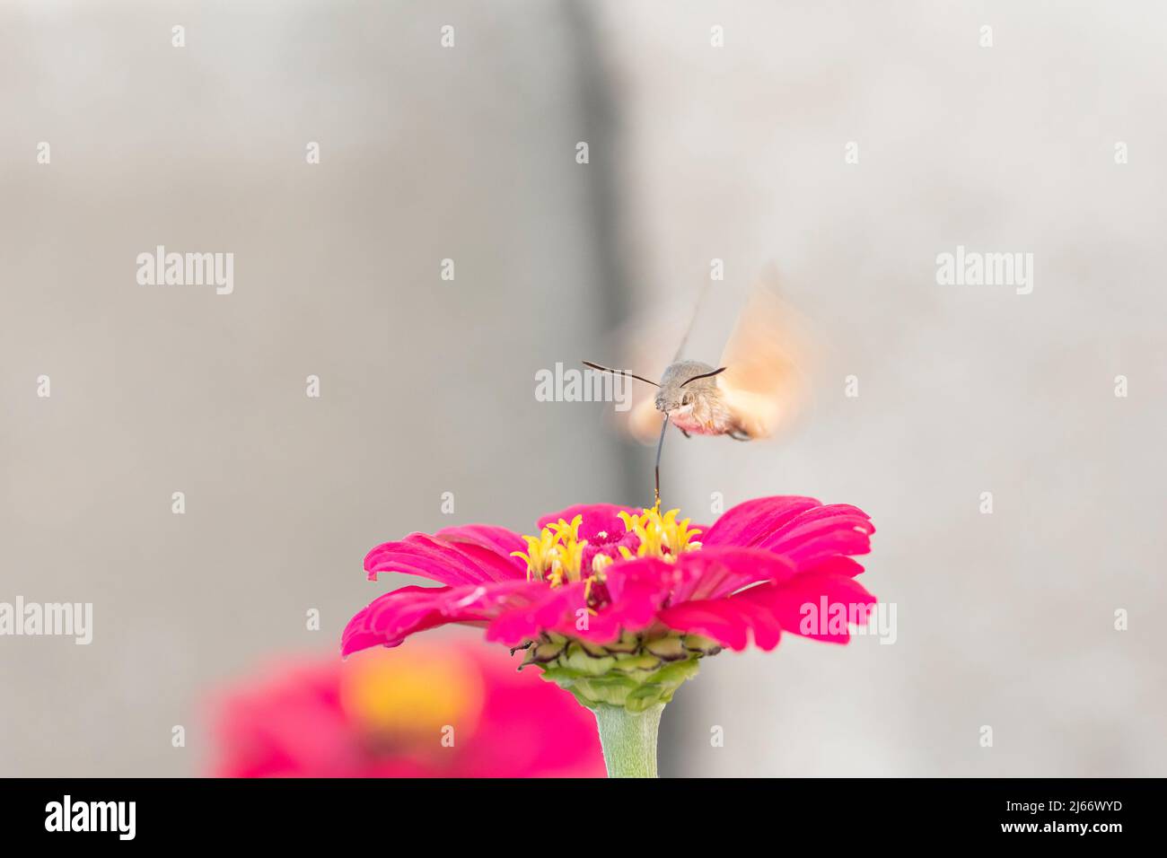 Colibri butterfly hi-res stock photography and images - Alamy